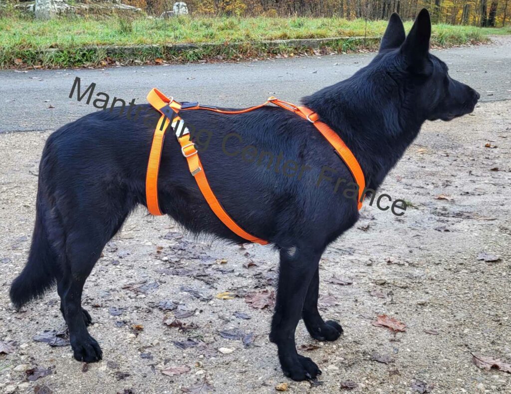 En boutique – Mantrailing Center France