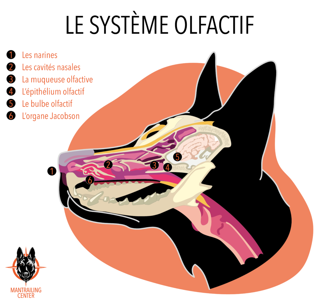 Le système olfactif chez le chien – Mantrailing Center France